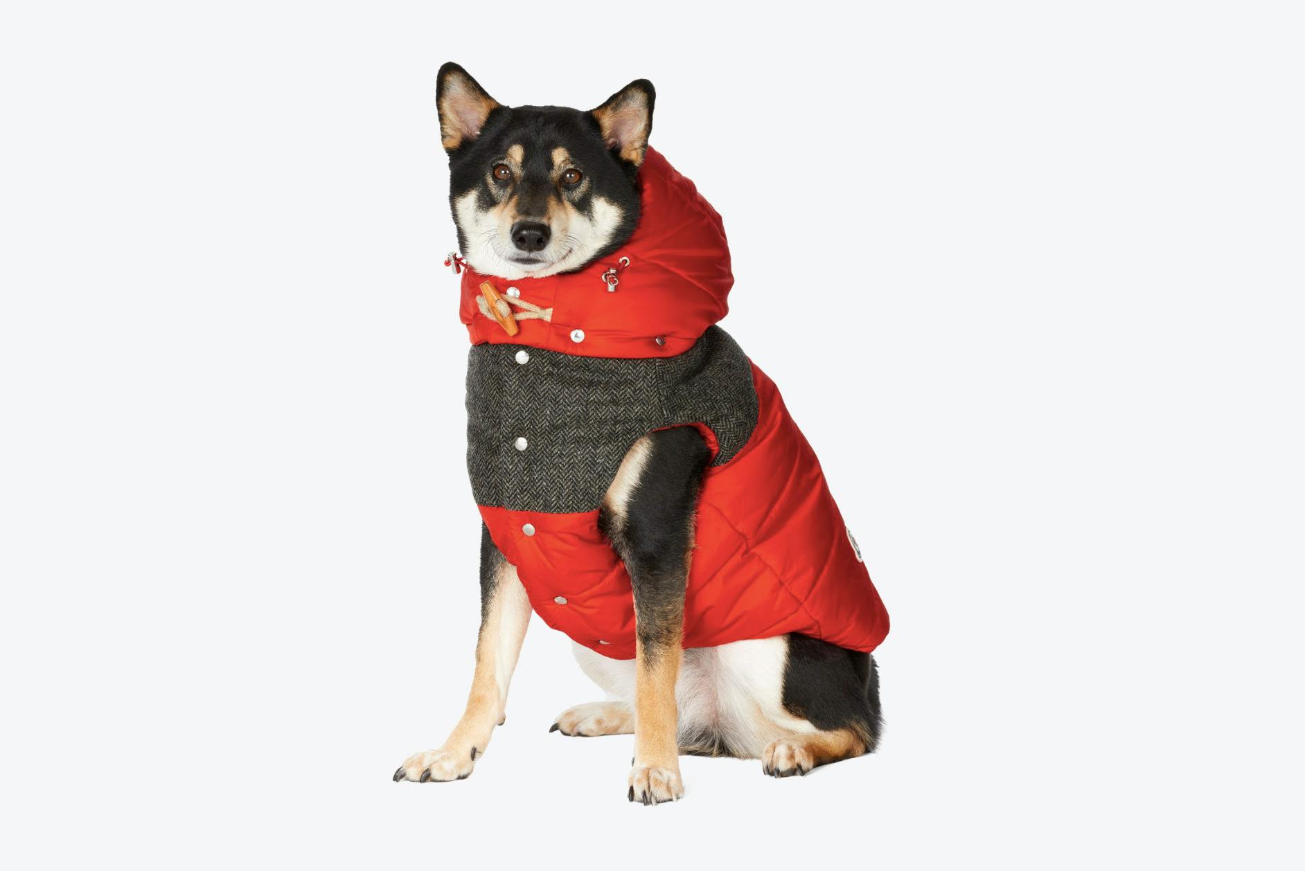 Moncler for Dogs: Shop Moncler x Poldo Dog Couture Here