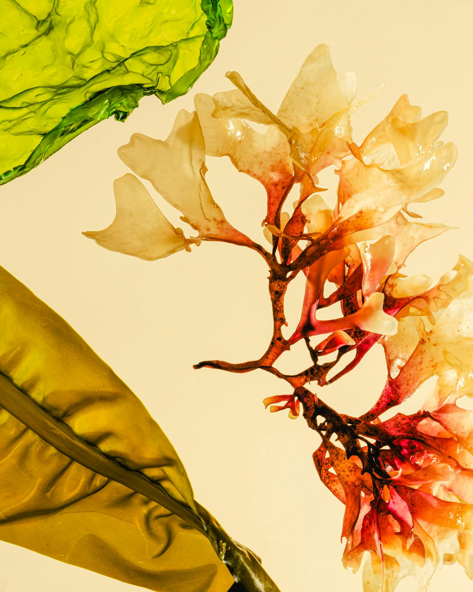 Would You Wear a Sweater Made Out of Seaweed?