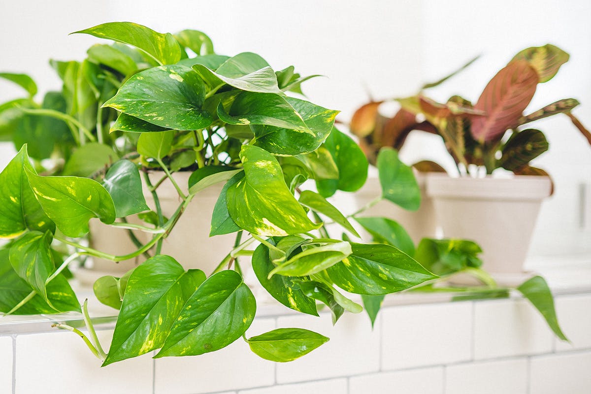 5 Easy House Plants to Get Your Home Jungle Started