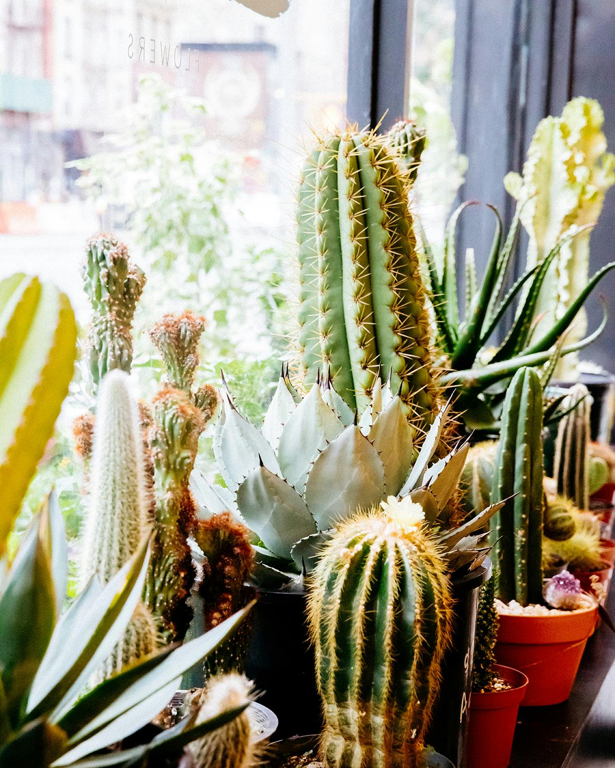 PlantShed Opens First Downtown New York Location