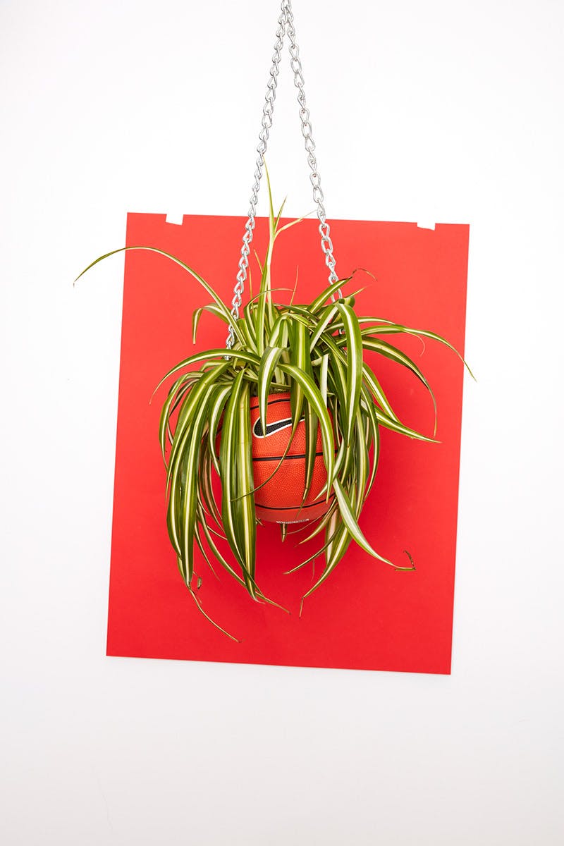 Bodega Rose is the Artist Merging Planters and Hype Sneakers