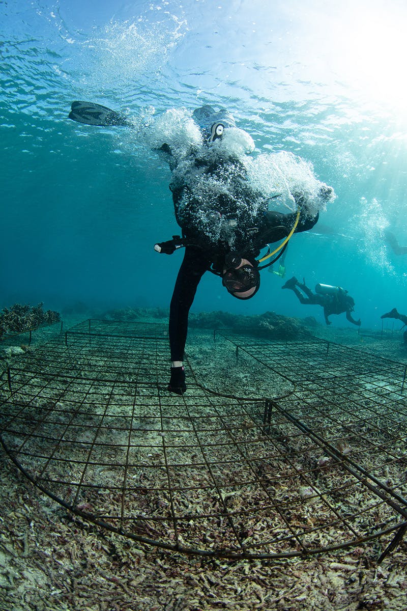 1UP Just Made the World's First Underwater Coral Artwork